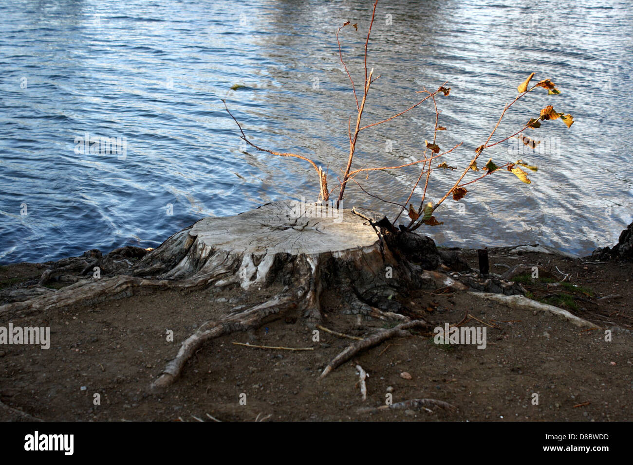 A weathered tree stump sits at the edge of a calm body of water. The ...