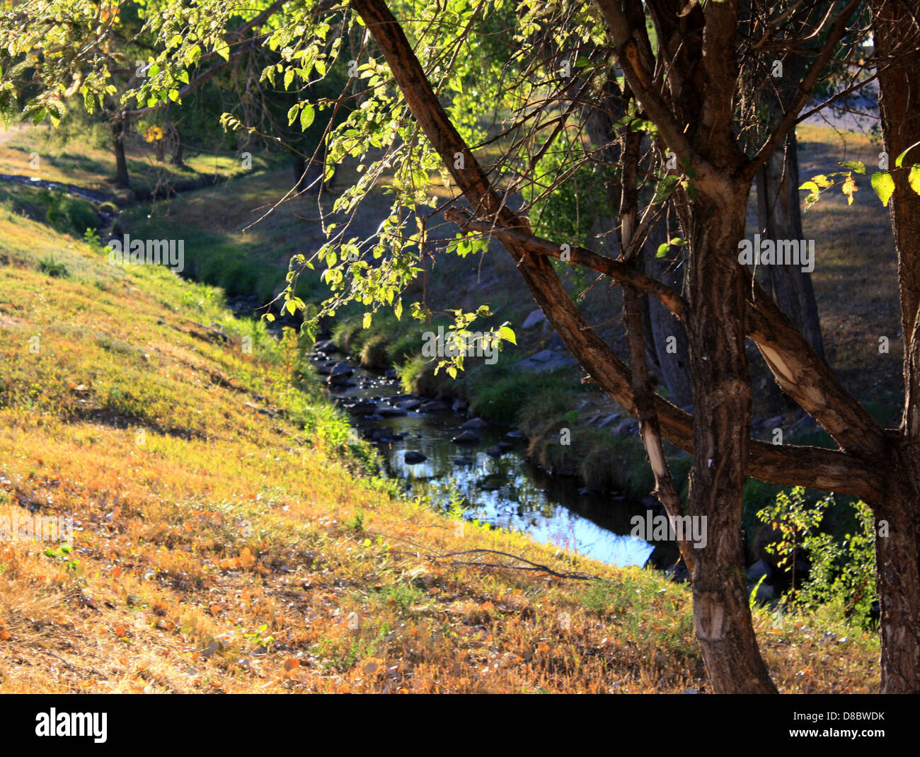 A solitary tree stands beside a gently flowing creek, adding natural ...