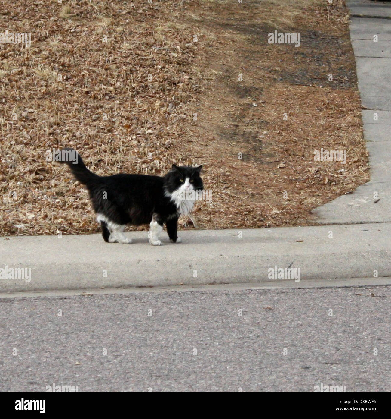 A tuxedo cat walking along a sidewalk, its distinct black and white fur ...