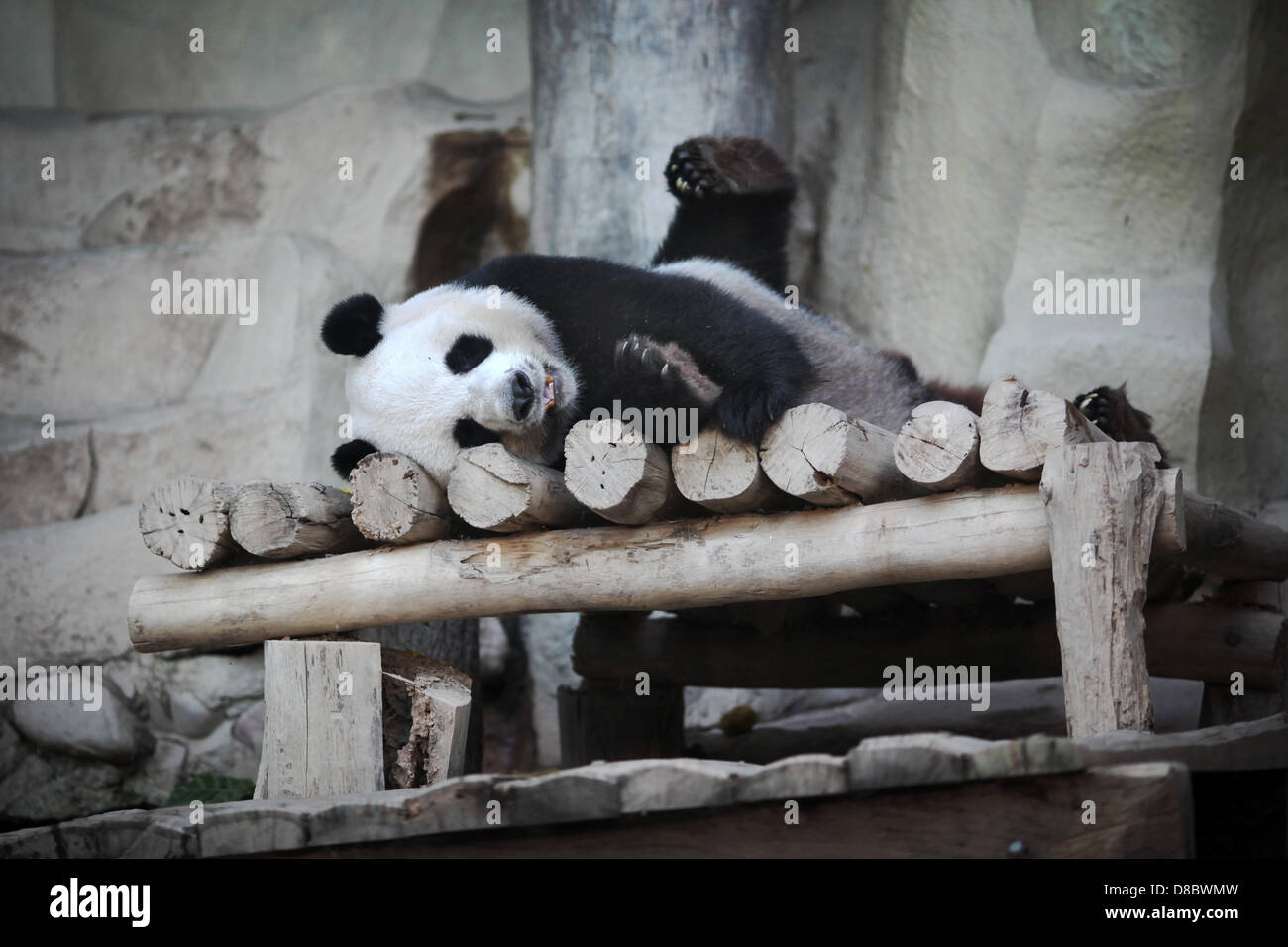A giant panda, pictured in the zoo of Chiang Mai, Thailand. Photo ...