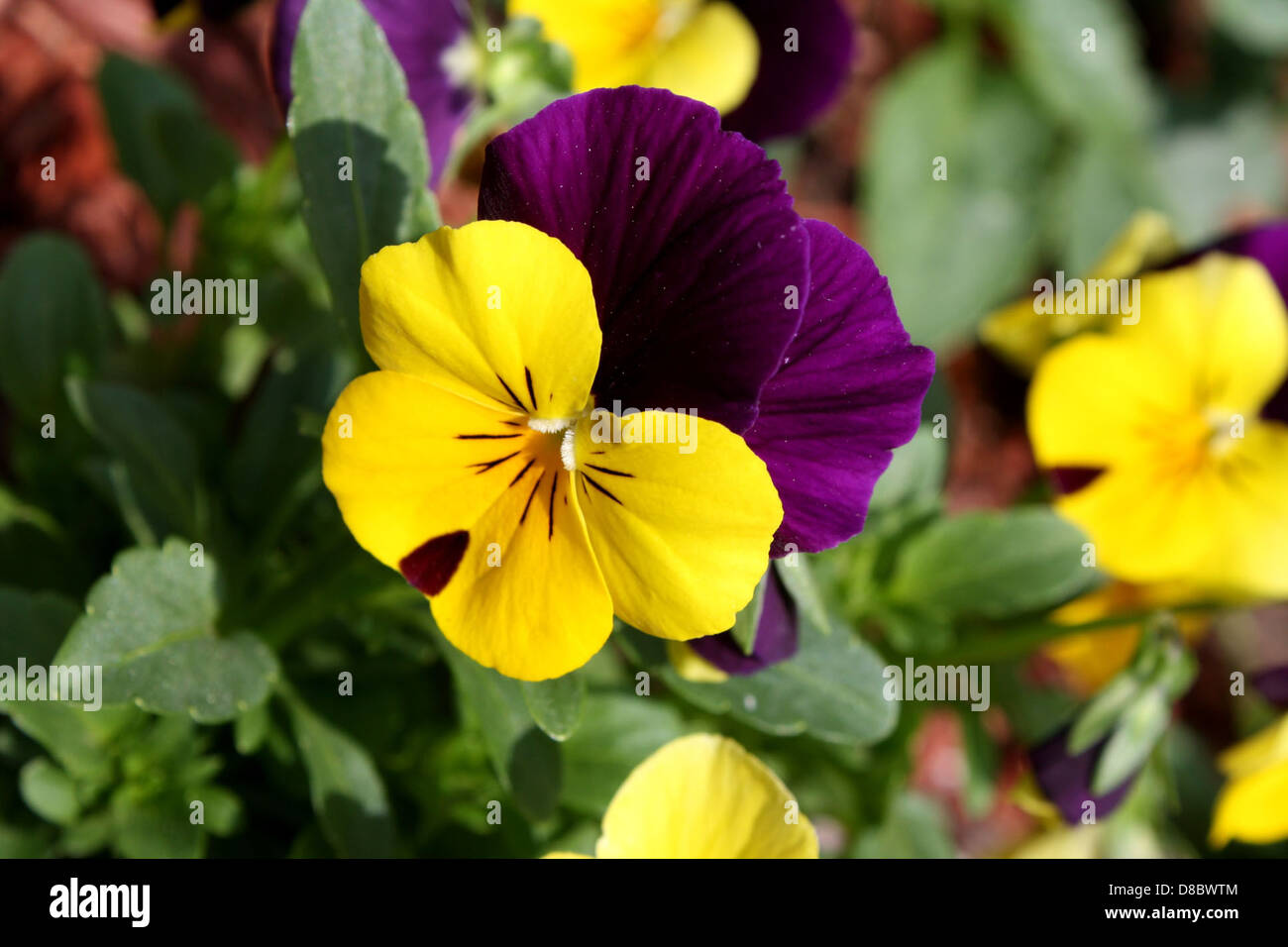 A close-up image of Viola tricolor, commonly known as the pansy flower ...