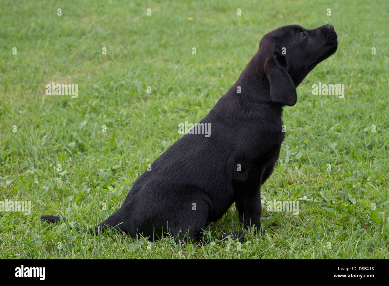 portrait of a young black labrador puppy Stock Photo - Alamy