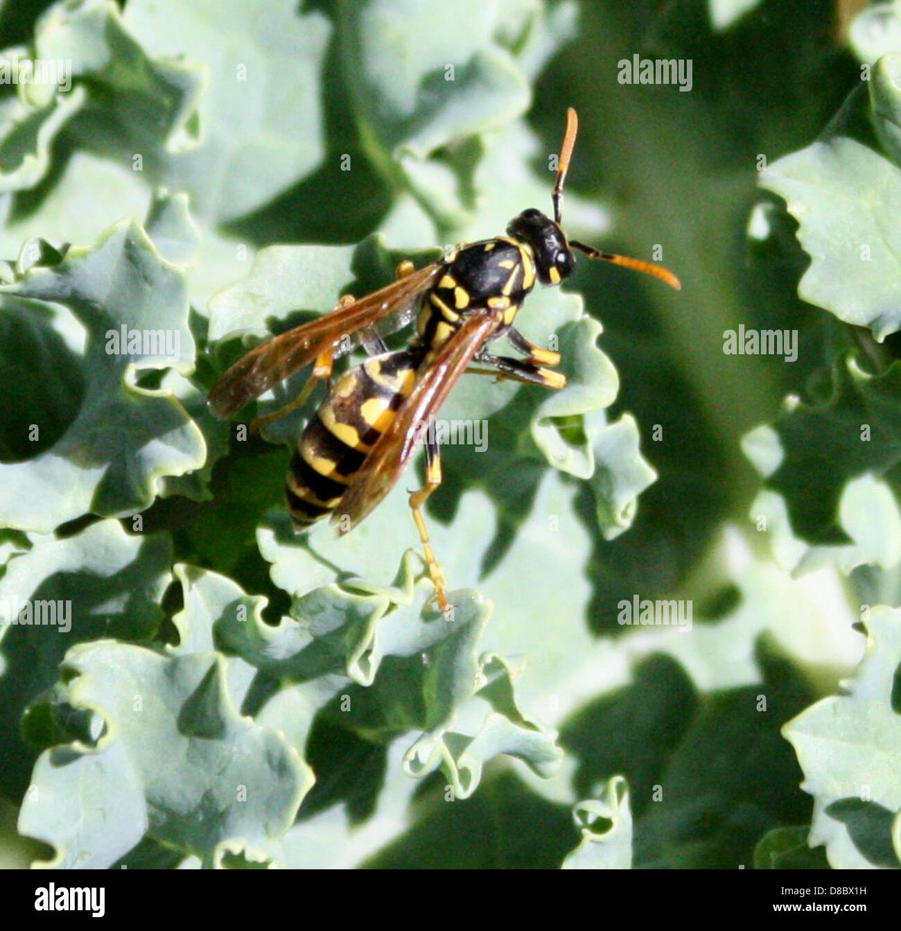 A close-up of a wasp, showcasing its distinct yellow and black markings ...