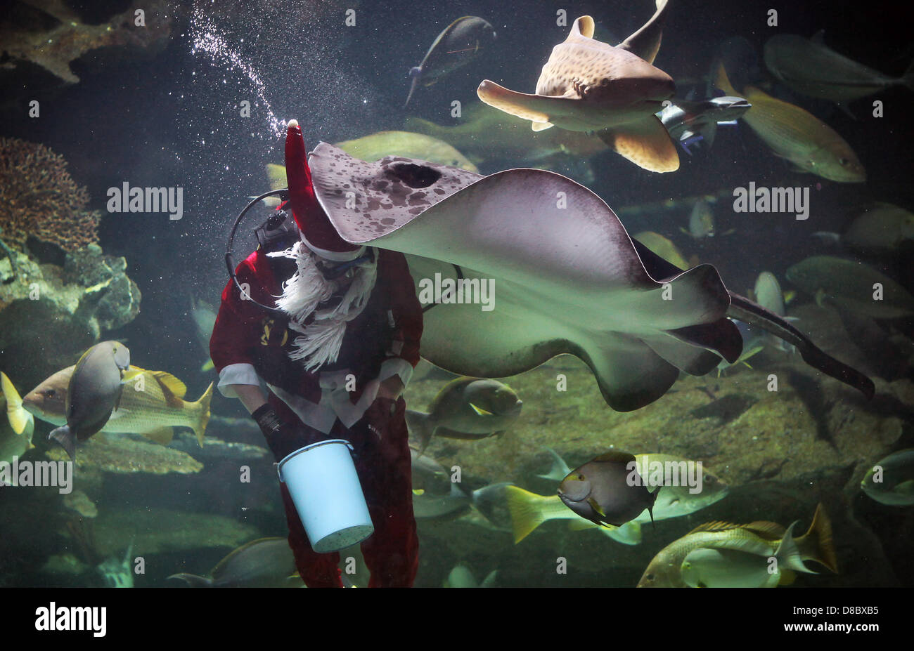 A scuba diver disguised as Santa Claus feeding the fish in the aquarium ...