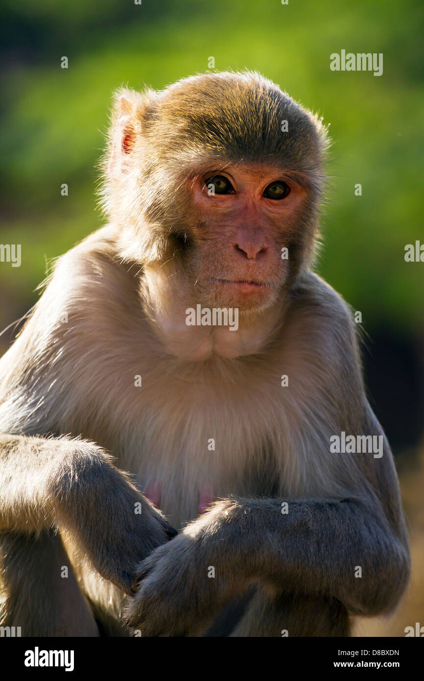 The rhesus macaque monkey (Macaca mulatta Stock Photo - Alamy
