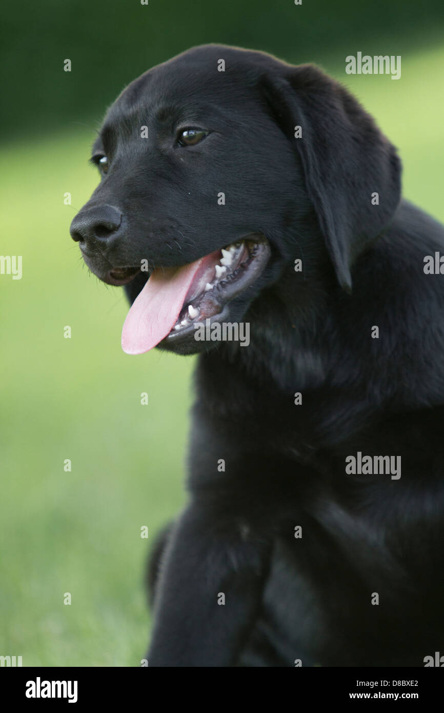 portrait of a young black labrador puppy Stock Photo - Alamy