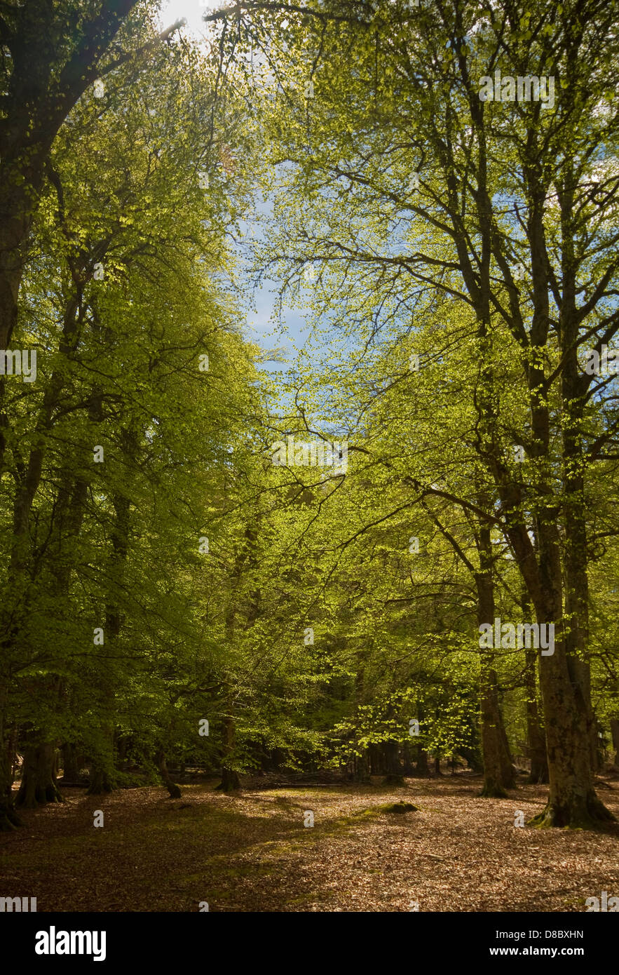 Avenue of Beech Trees in Spring Stock Photo - Alamy
