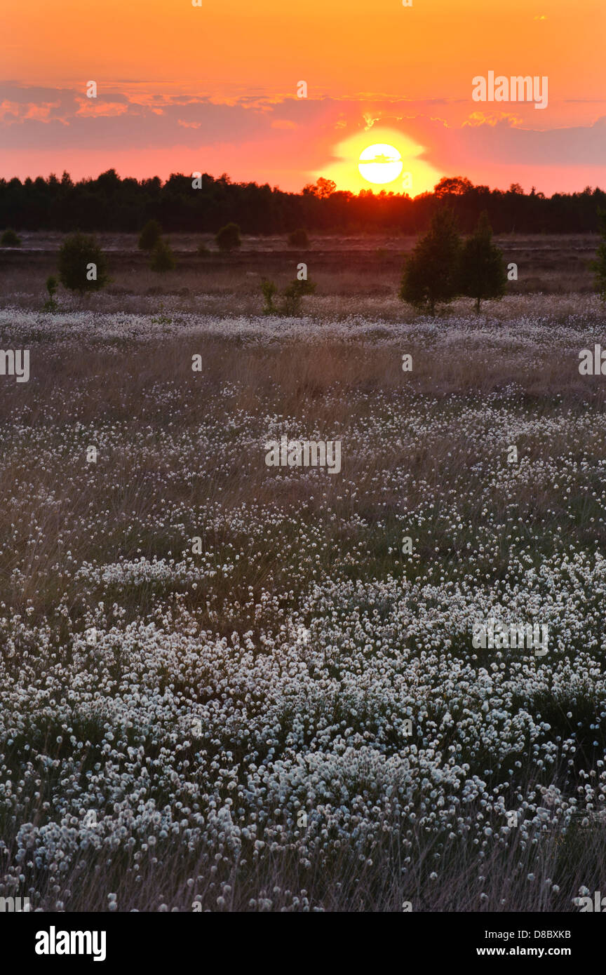 goldenstedter moor with hare's-tail cottongrass (eriophorum vaginatum ...