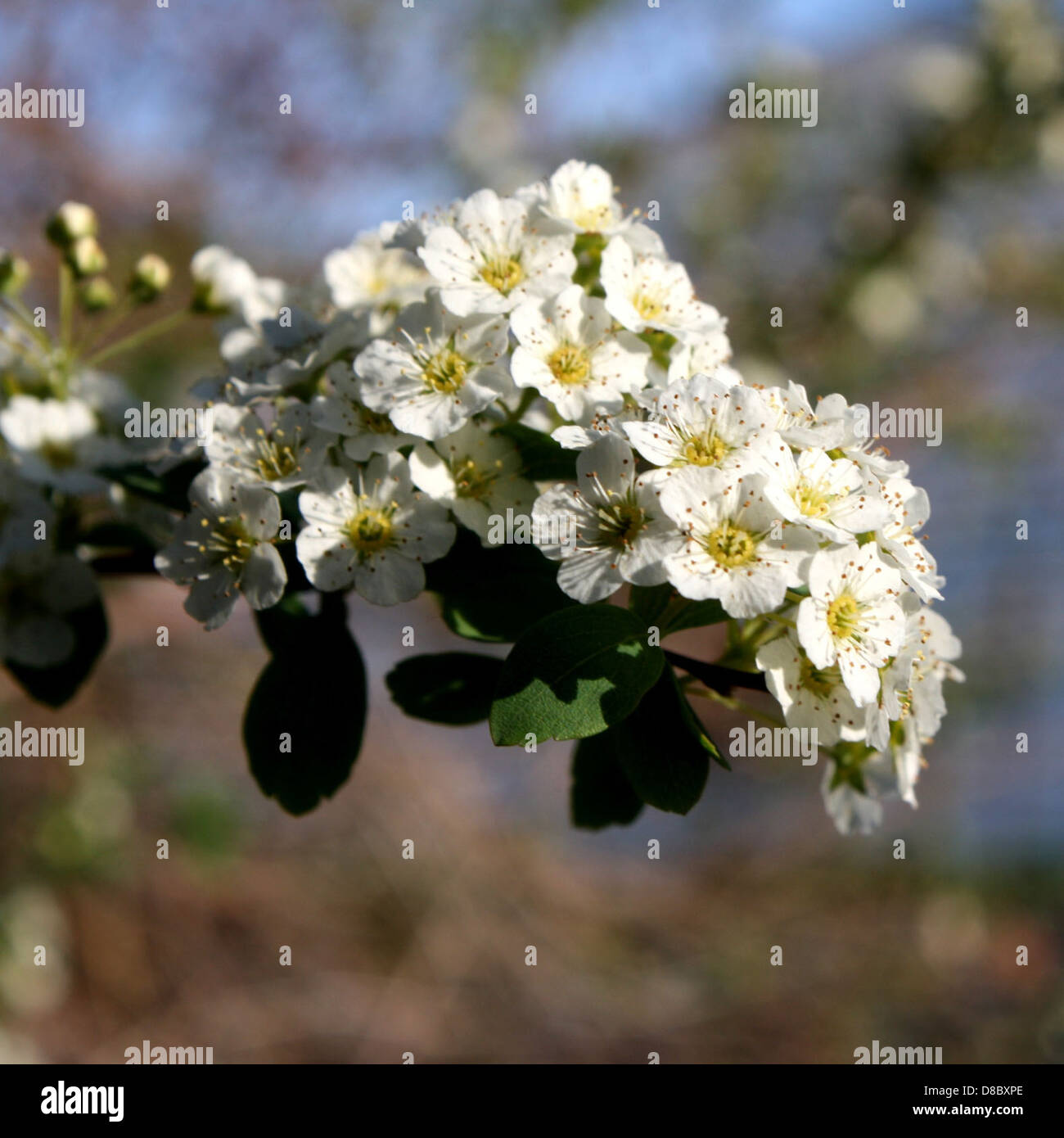 A cluster of white blossoms, possibly from a flowering tree or bush ...