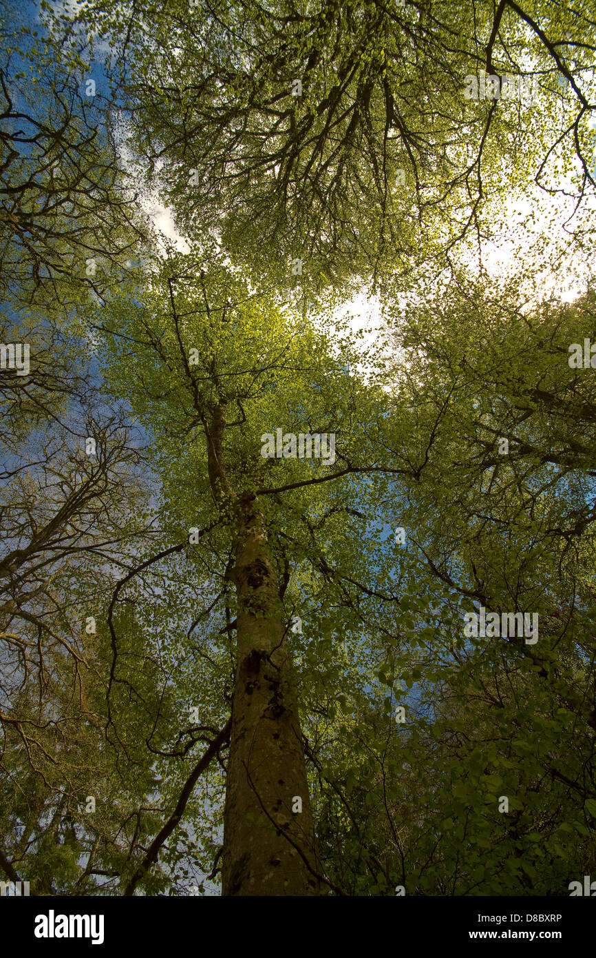 Beech Trees in Spring Stock Photo - Alamy