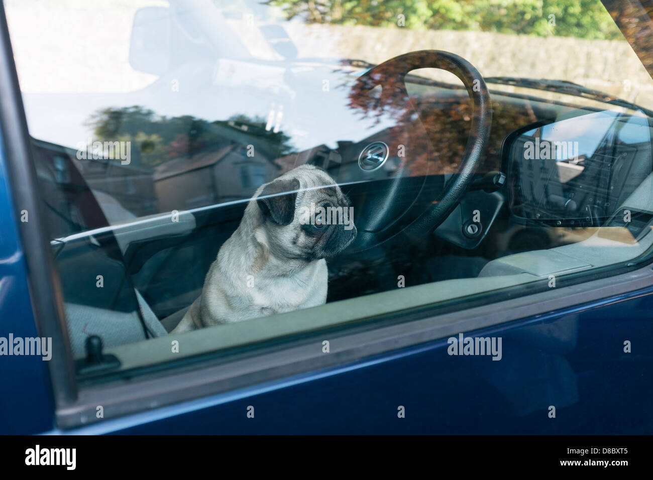 Dog in car Stock Photo - Alamy
