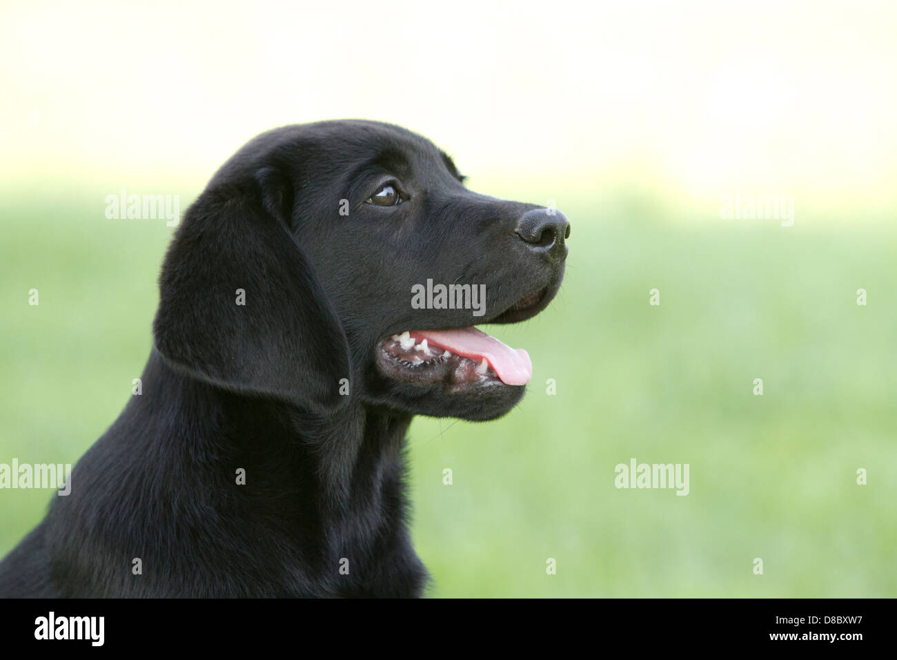 portrait of a young black labrador puppy Stock Photo - Alamy