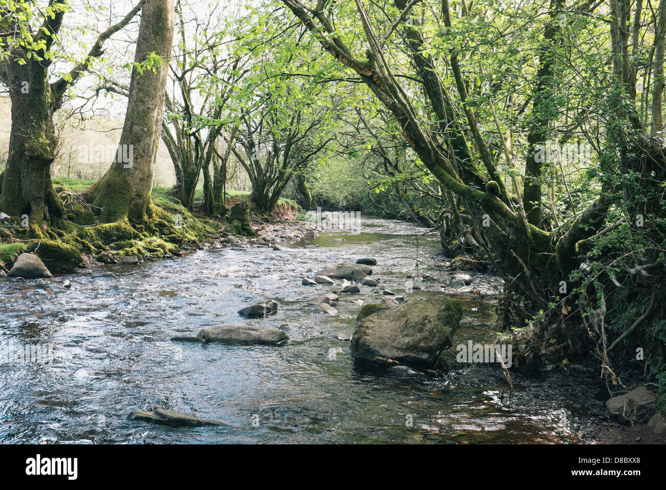 River flowing through a forest Stock Photo - Alamy