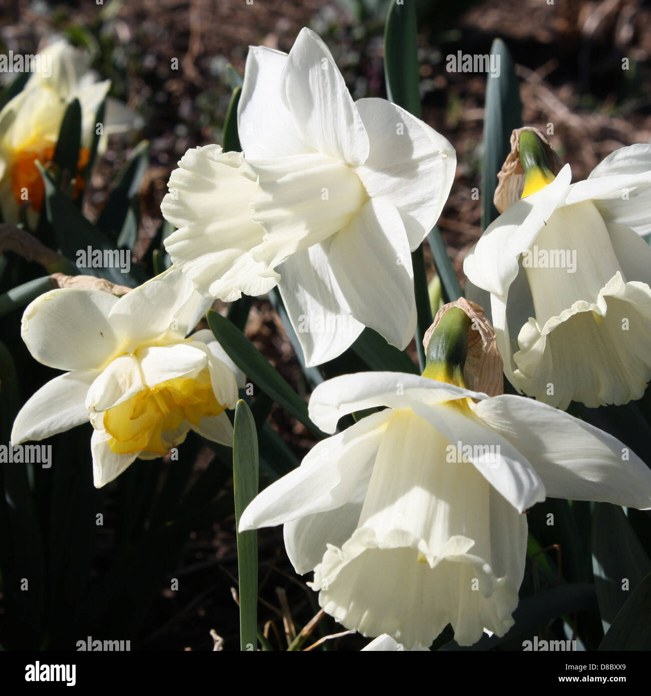 This image features a cluster of white daffodils in bloom, their ...