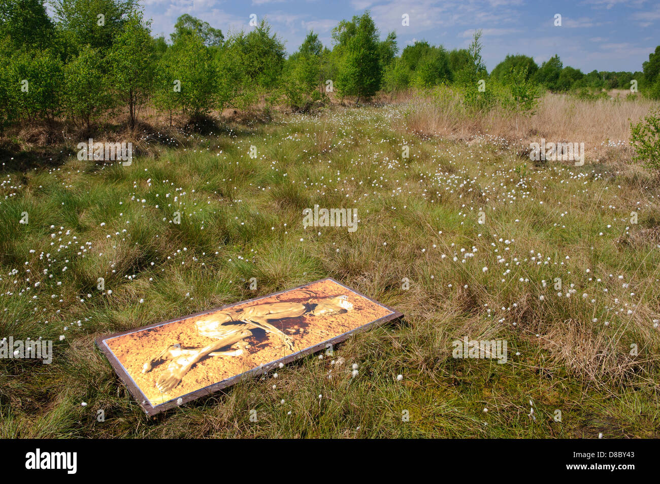 Bog body hi-res stock photography and images - Alamy