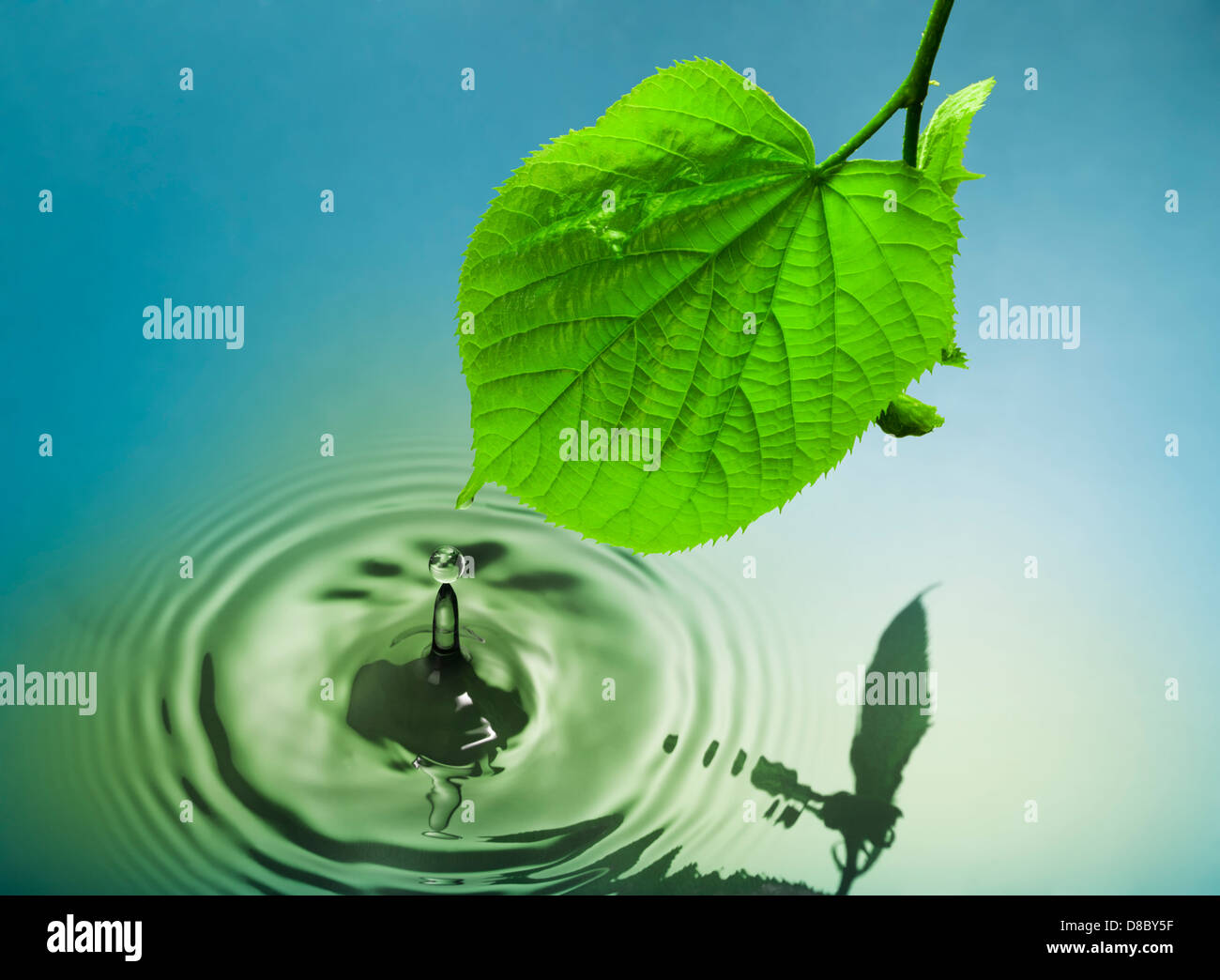 Water drops falling from green leaf onto water surface of blue and ...