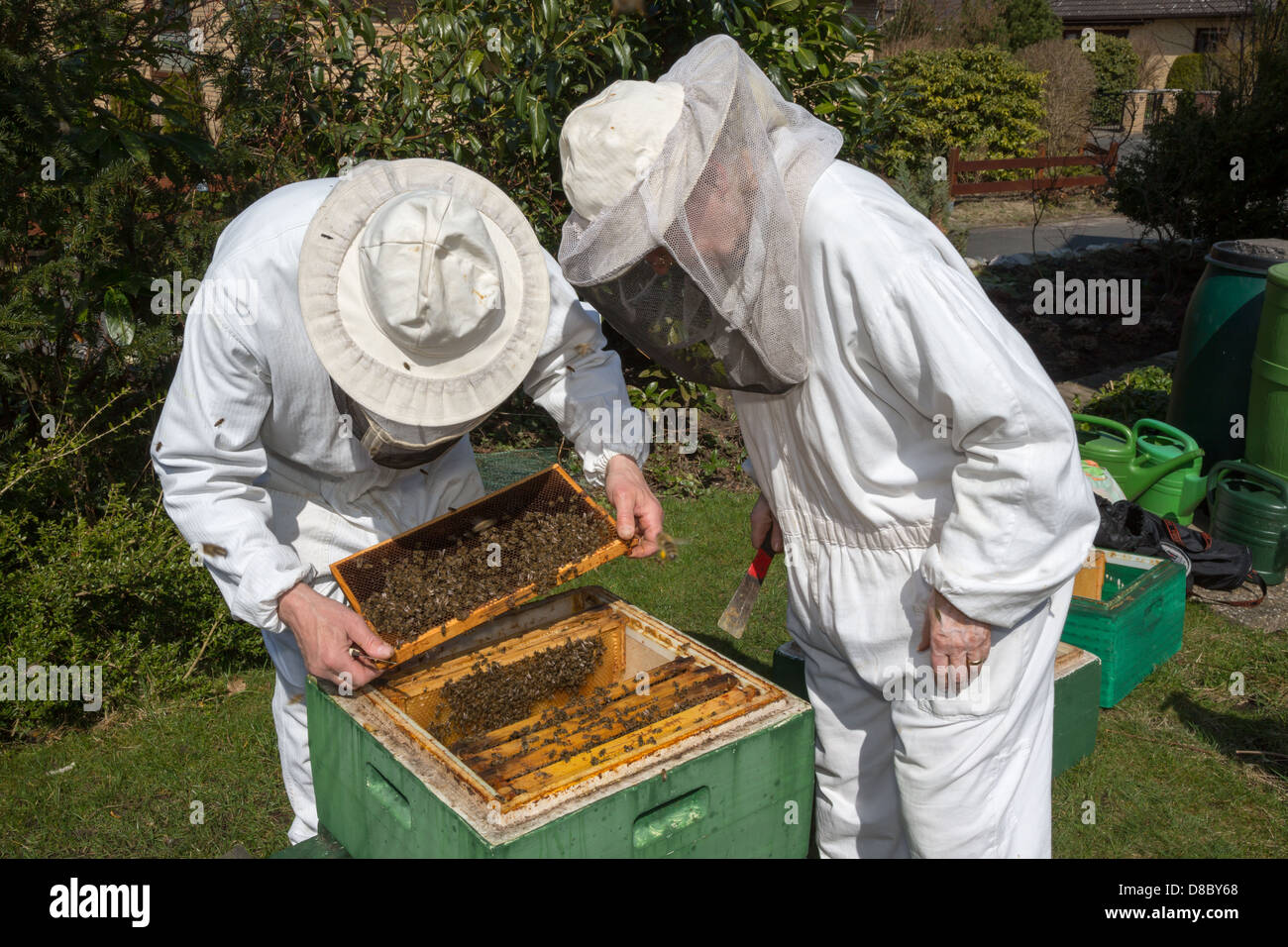 Two beekeepers maintaining beehive to ensure health of the bee colony ...