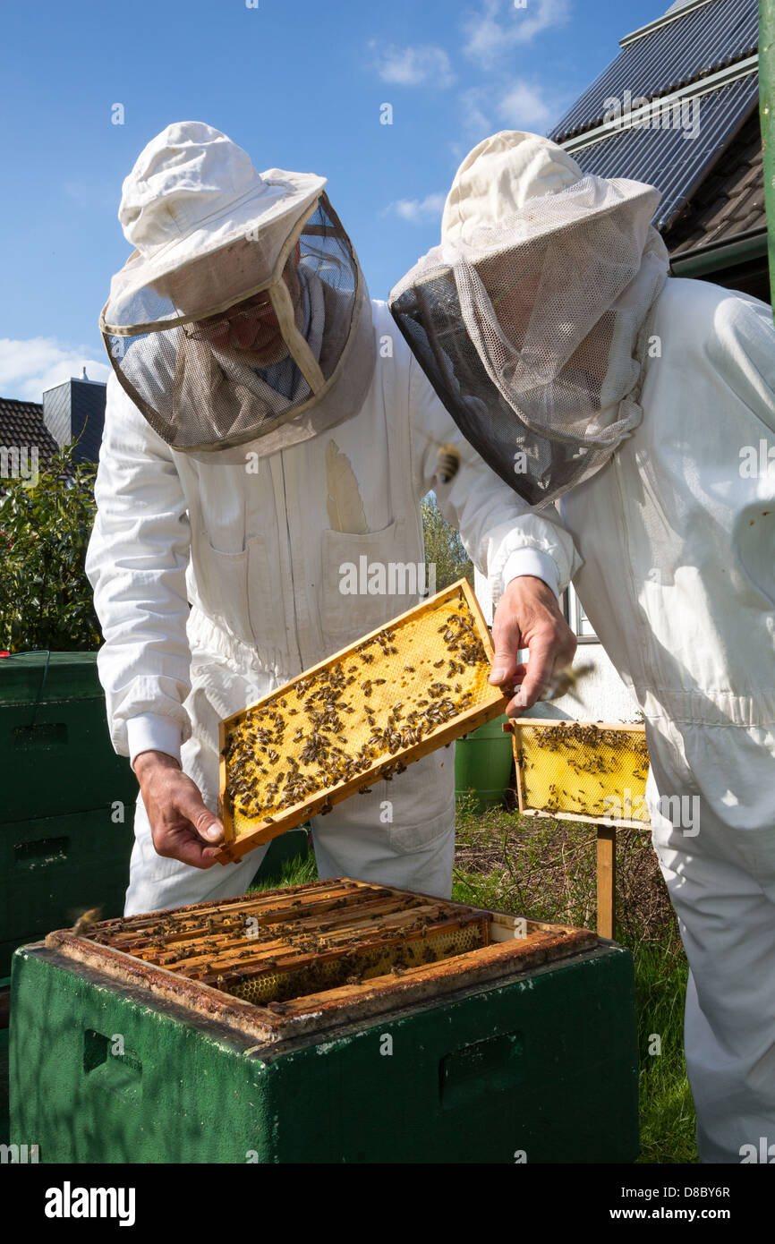 Two beekeepers maintaining beehive to ensure health of the bee colony ...