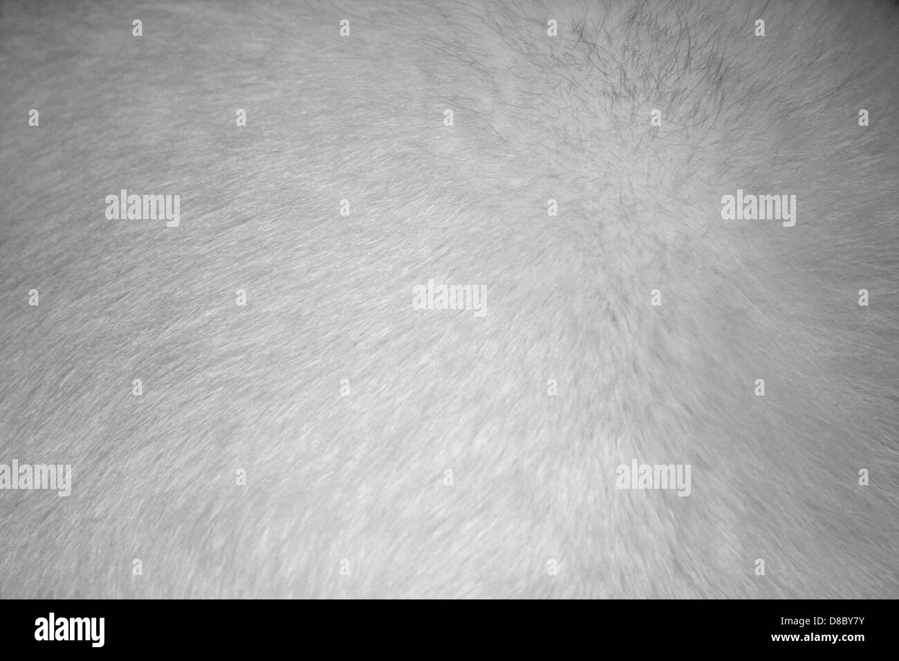 white fur texture Stock Photo - Alamy