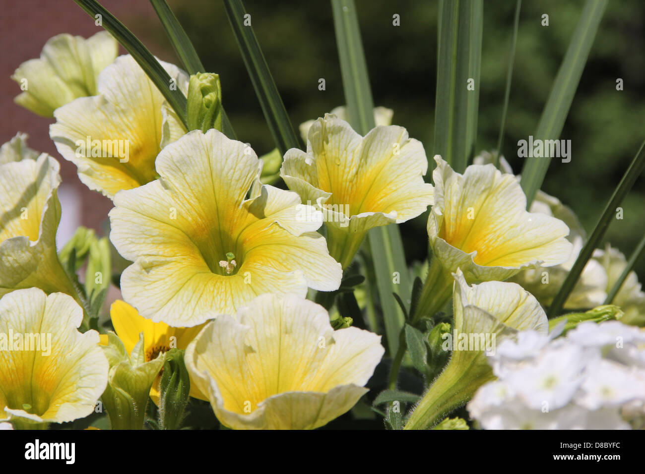 Yellow petunias hi-res stock photography and images - Alamy