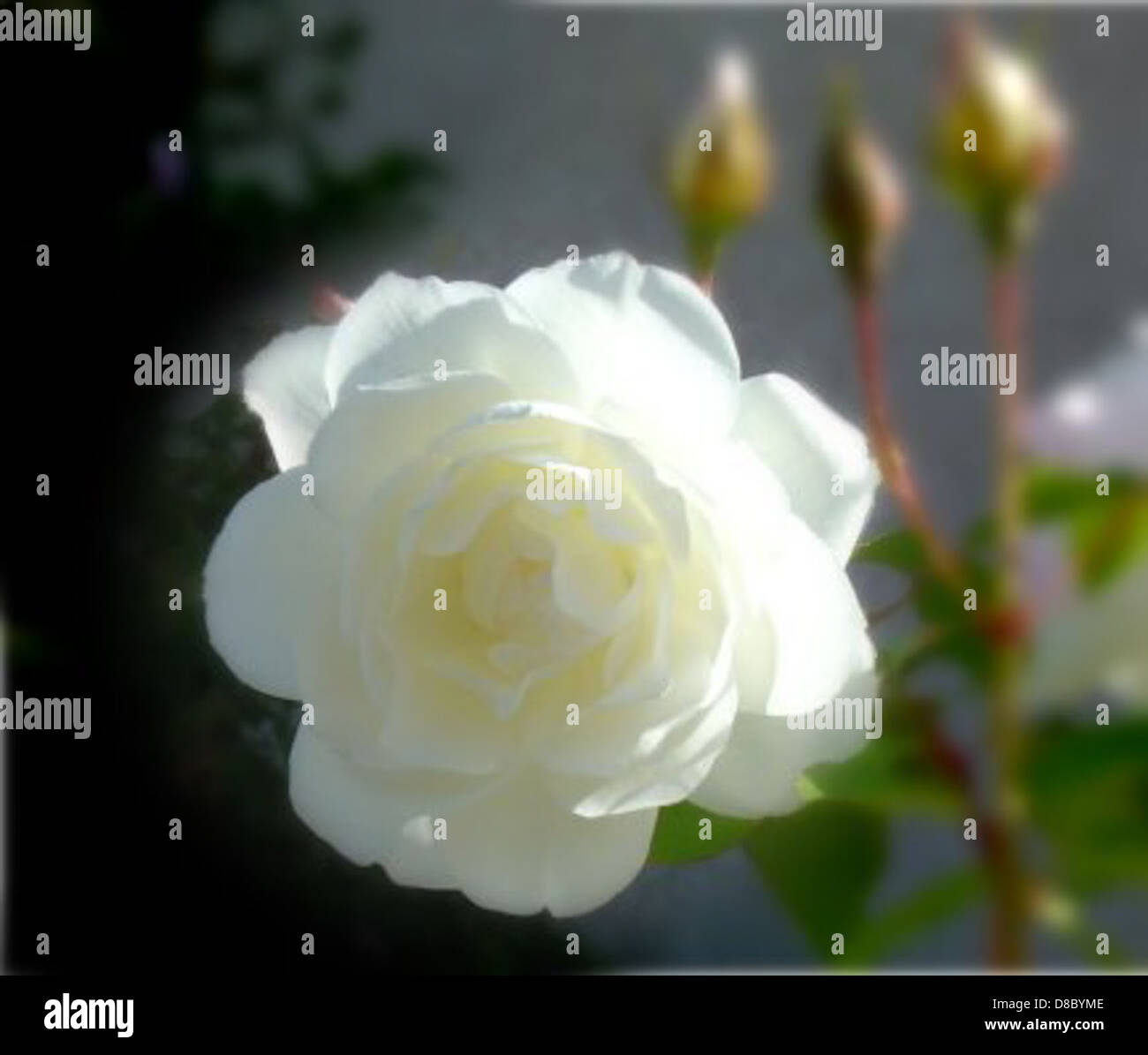 A delicate white rose blooms on a rose bush, surrounded by green leaves ...