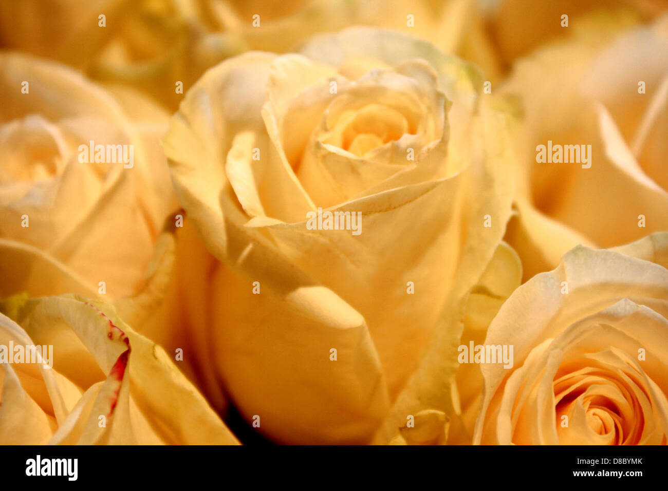 white roses closeup Stock Photo - Alamy