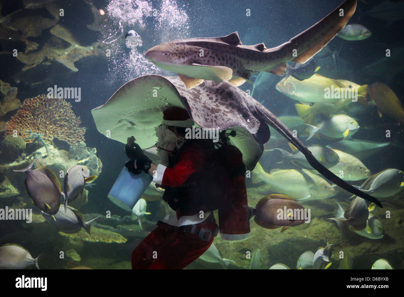 A scuba diver disguised as Santa Claus feeding the fish in the aquarium ...