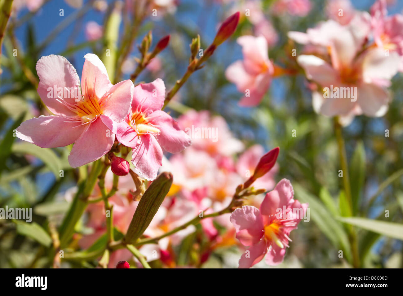 Beautiful flowers and beautiful petals hi-res stock photography and ...