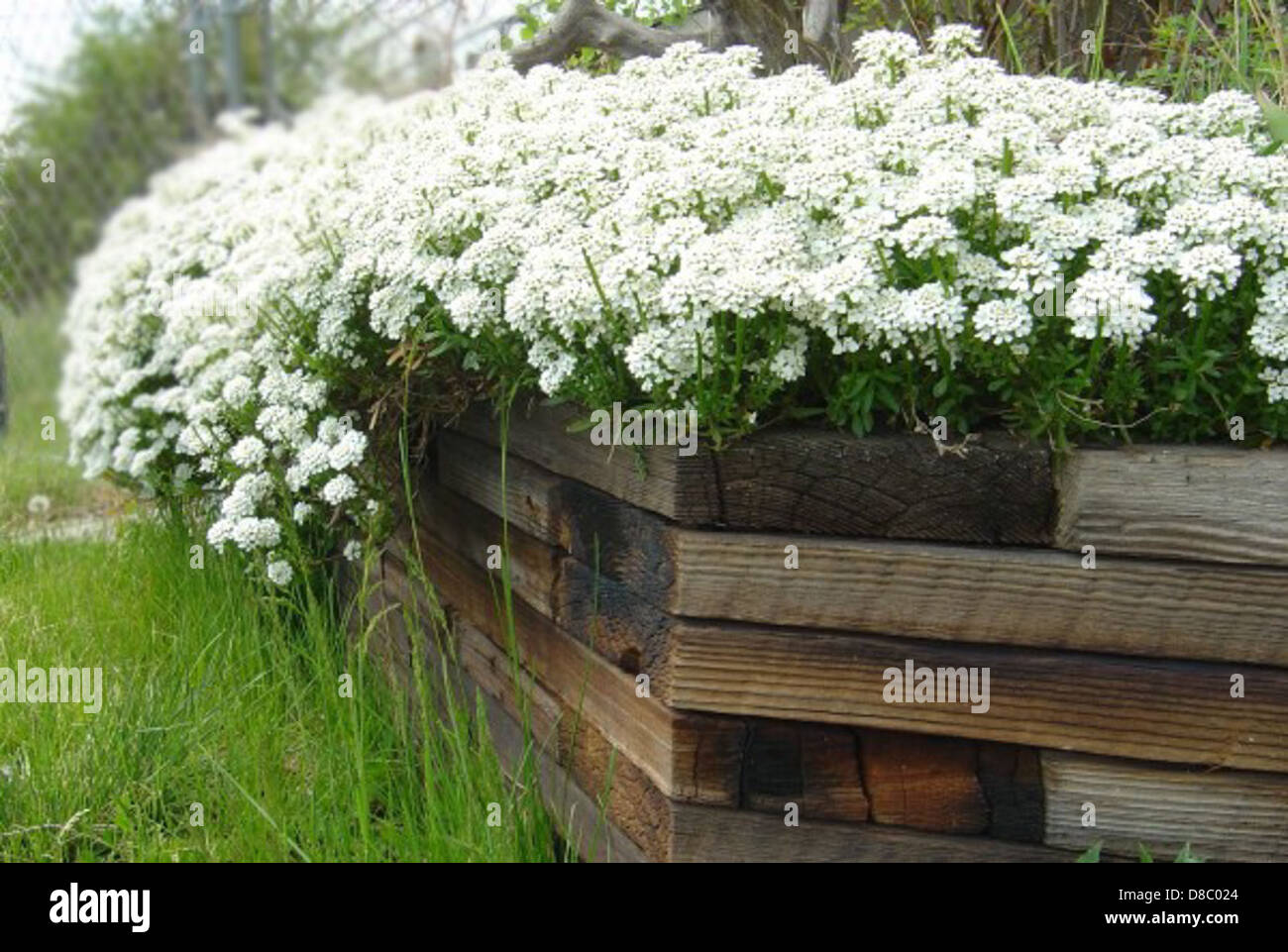 This image depicts a large cluster of white flowers, spilling over the ...