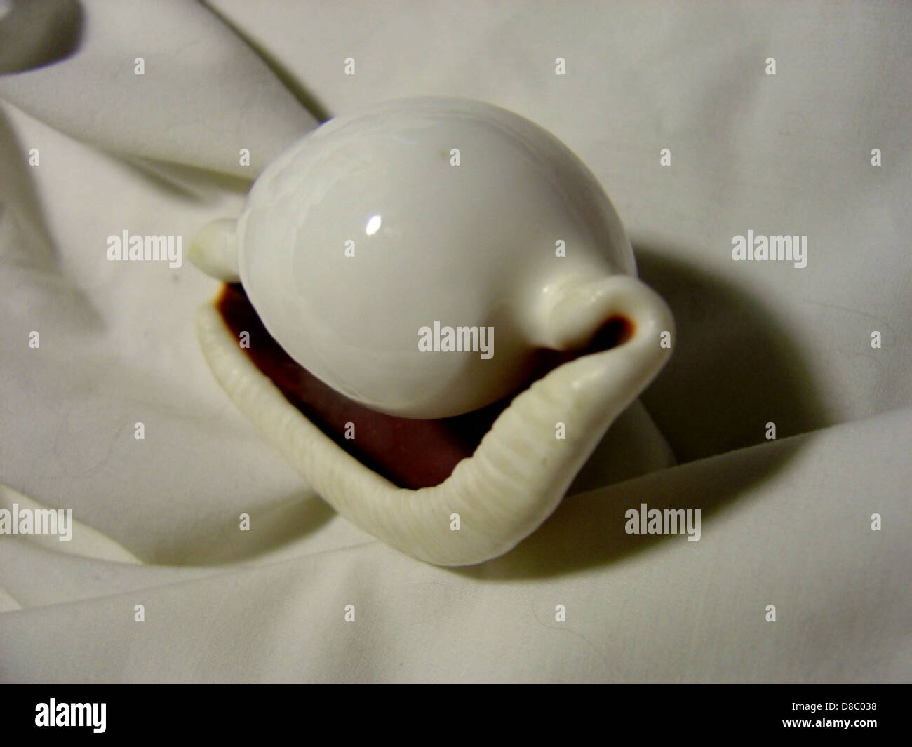 white sea shell Stock Photo - Alamy