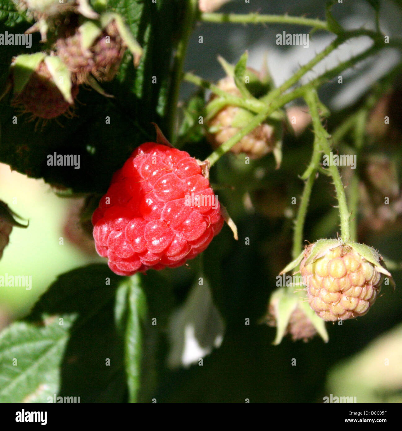 A close-up of wild raspberries, showing their vibrant red color and ...