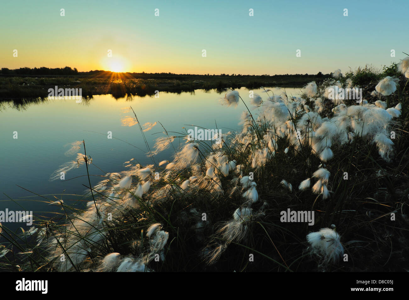 goldenstedter moor with hare's-tail cottongrass (eriophorum vaginatum ...