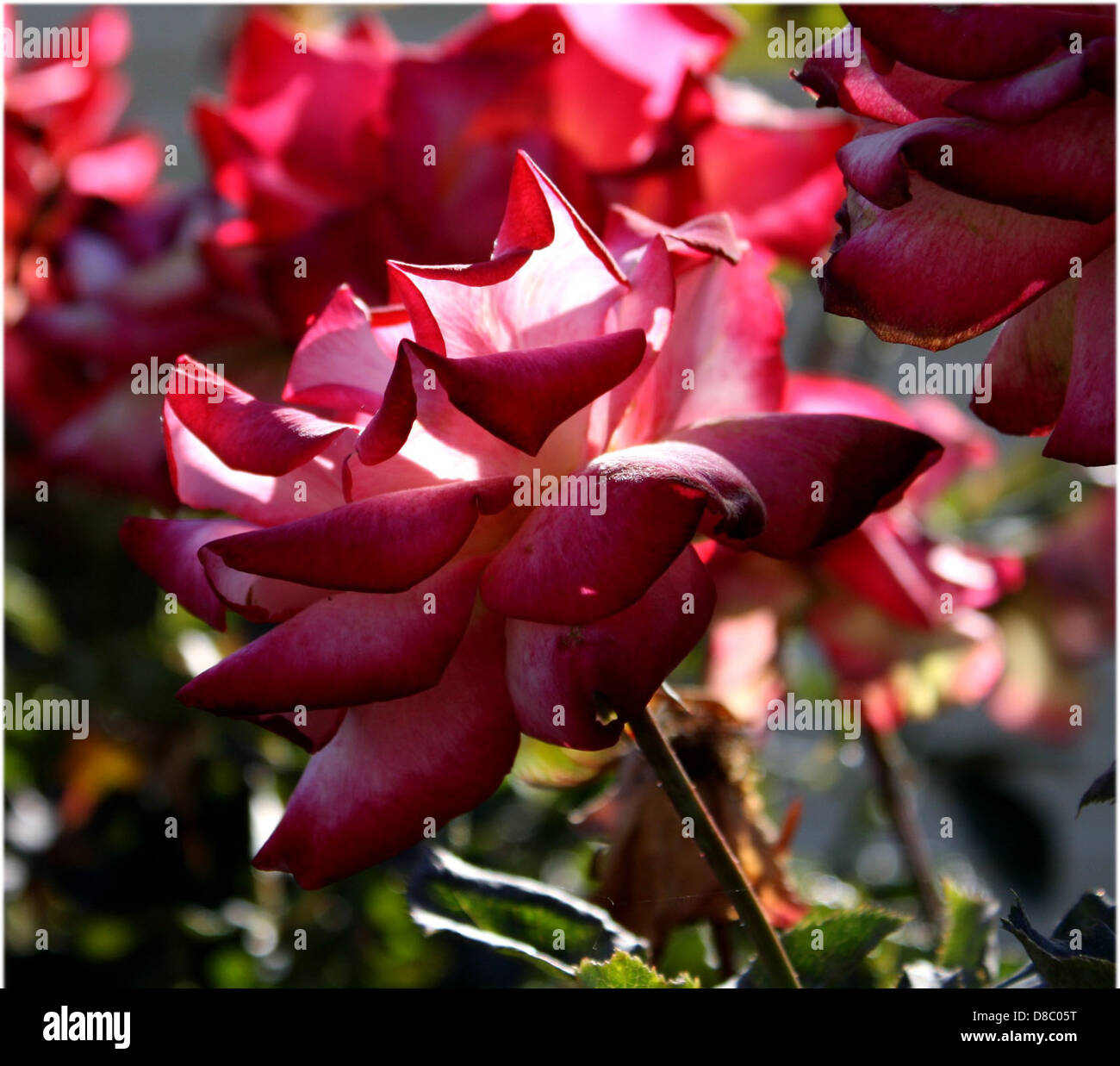 A close-up of a wilting rose with drooping petals and faded colors. The ...