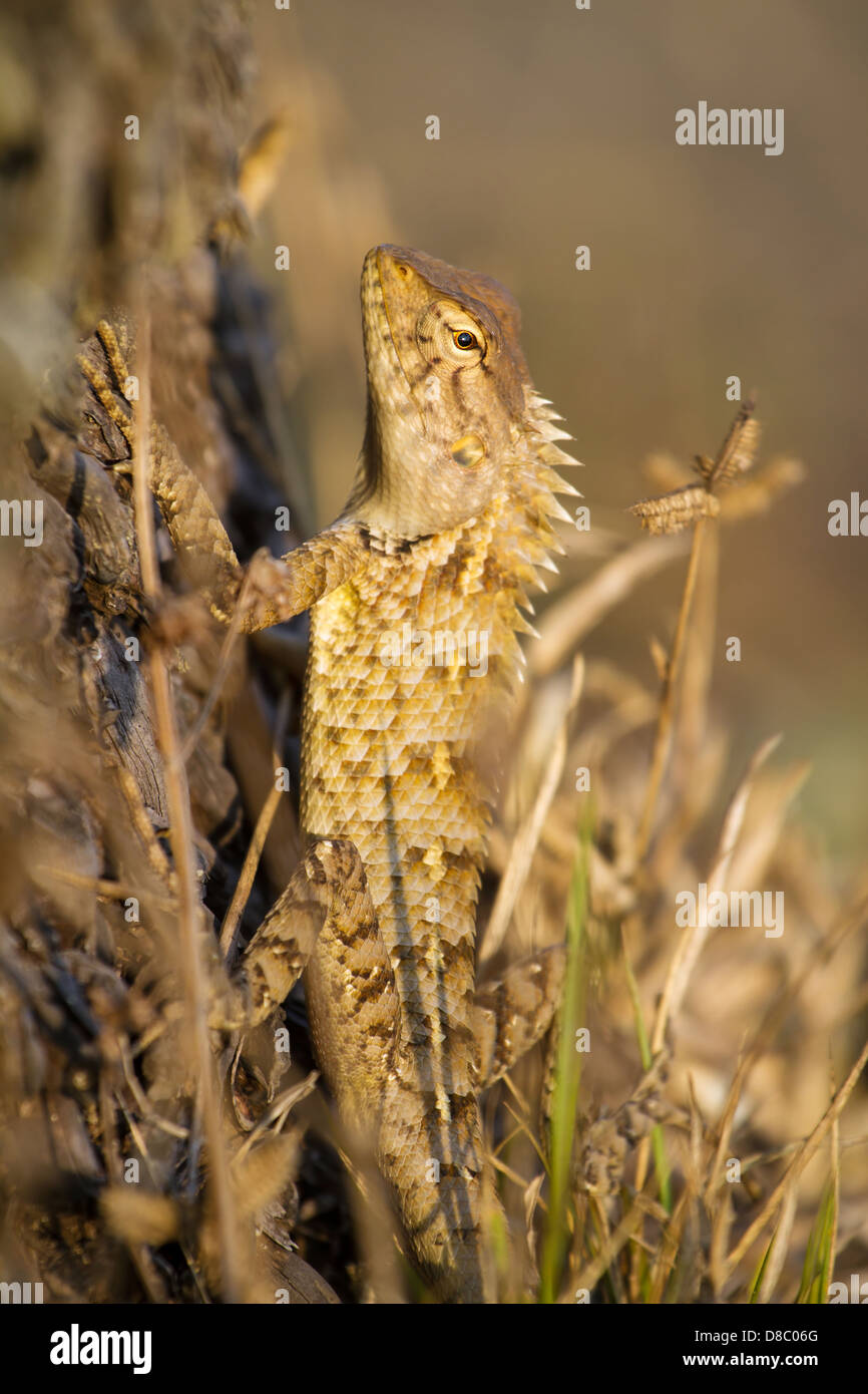 Indian garden lizard (Calotes versicolor Stock Photo - Alamy