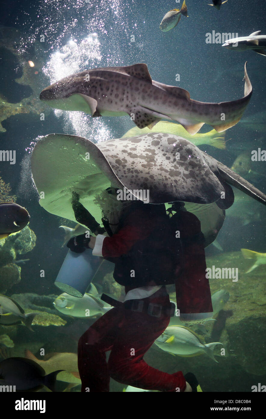 A scuba diver disguised as Santa Claus feeding the fish in the aquarium ...