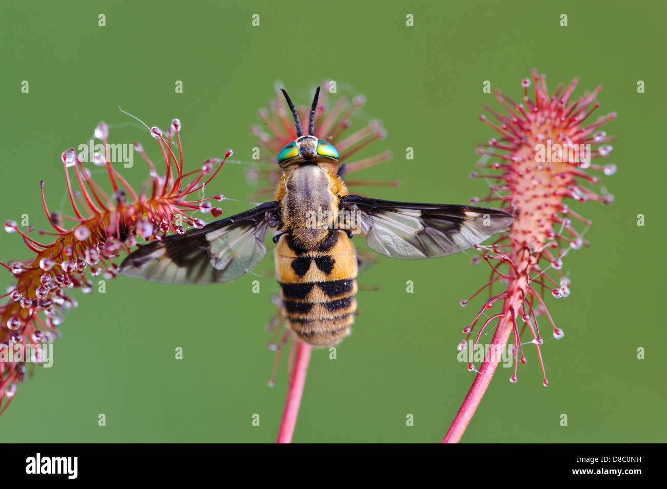 twin-lobed deerfly (chrysops relictus) on oblong-leaved sundew (drosera ...