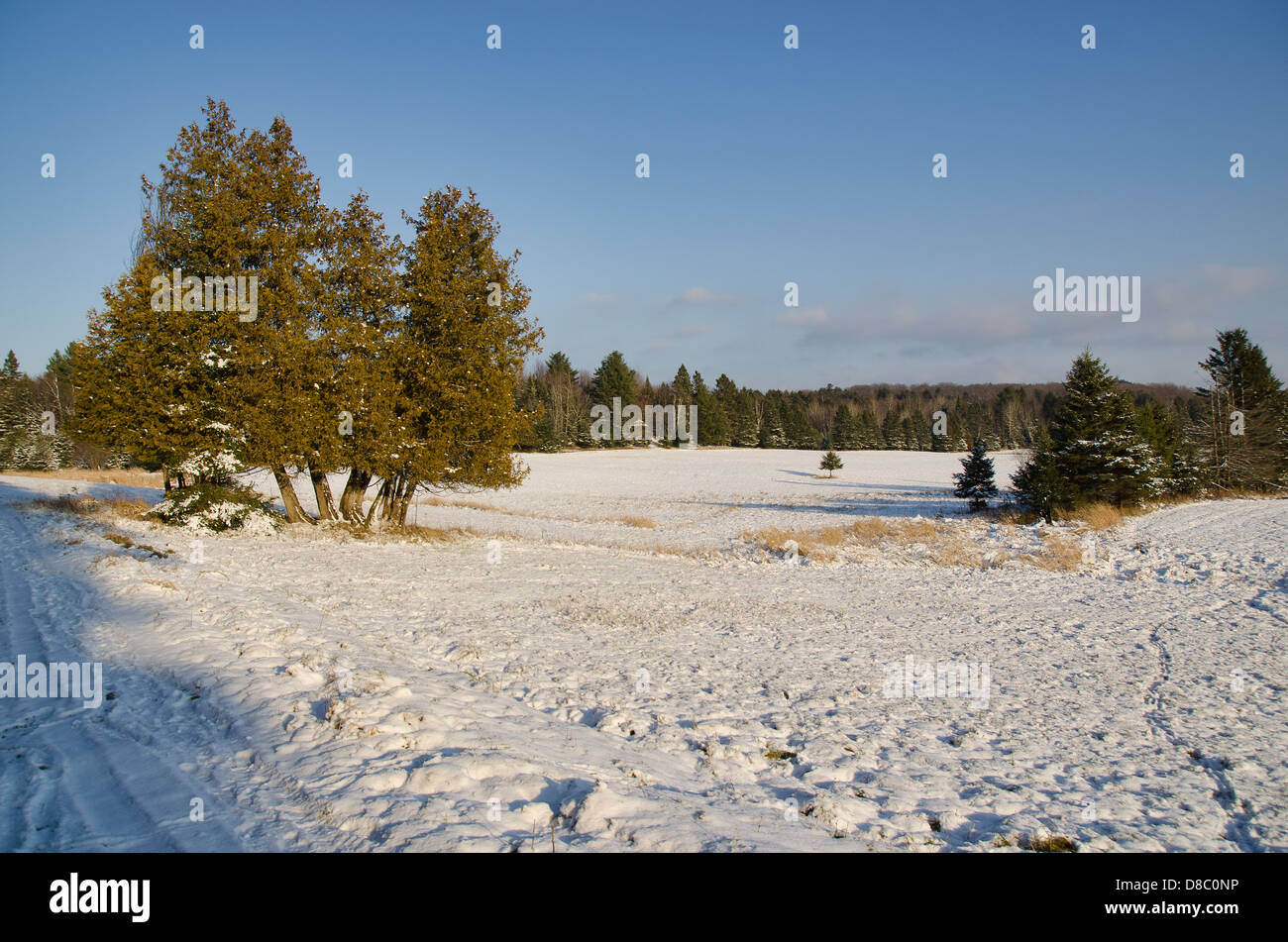 Canada landscape trees hi-res stock photography and images - Alamy