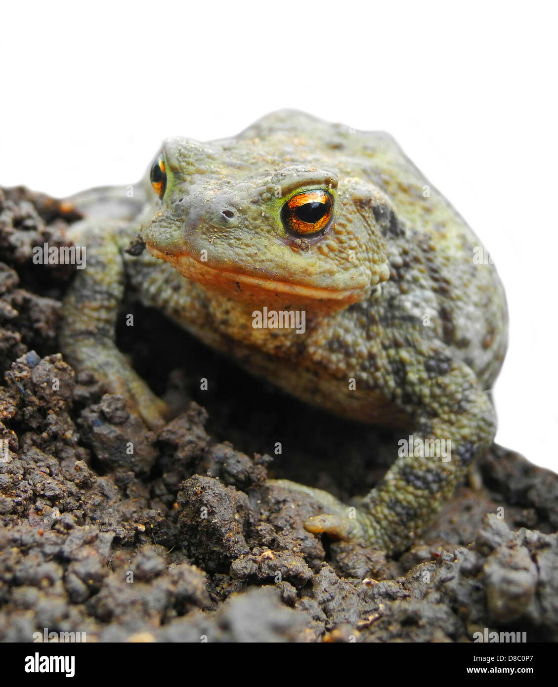 Common toad larvae hi-res stock photography and images - Alamy