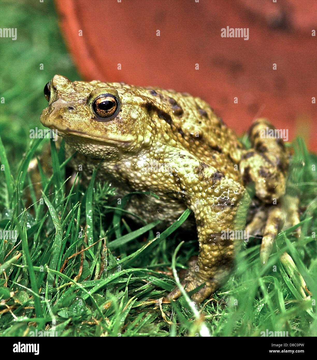 Real Life Toad