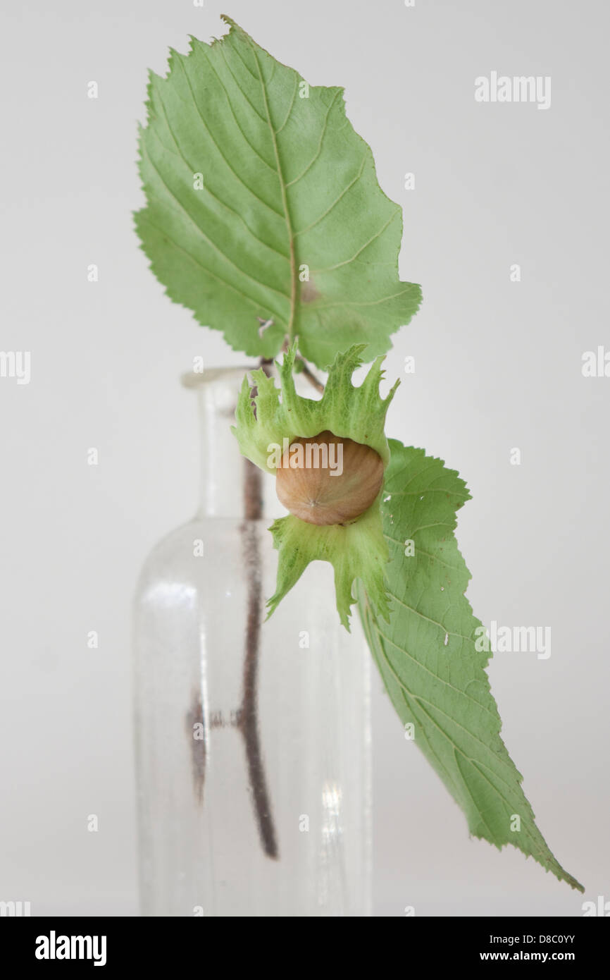Hazelnut in a glass Stock Photo - Alamy