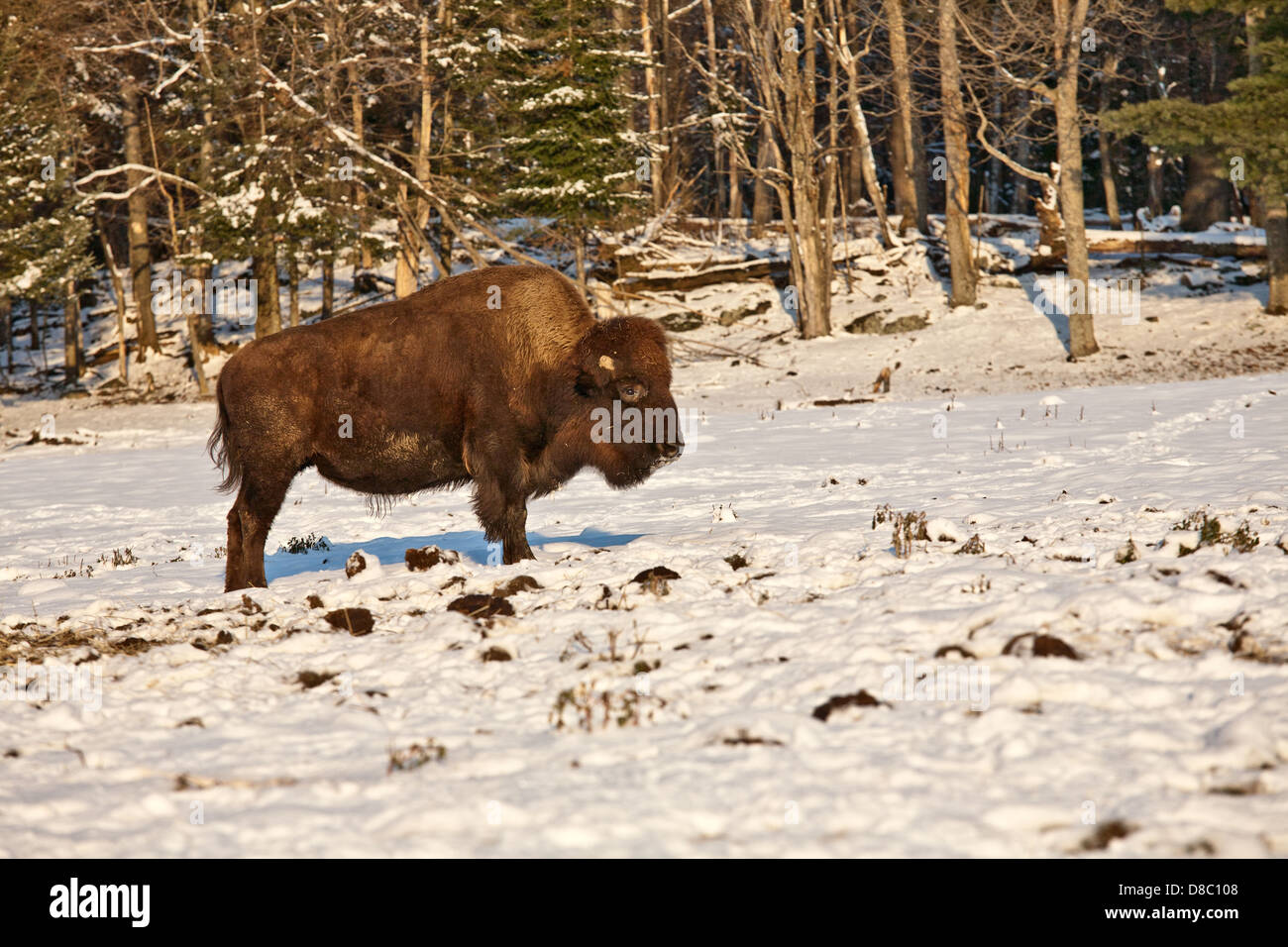 Bison walking in the snow on a cold winter day Stock Photo - Alamy
