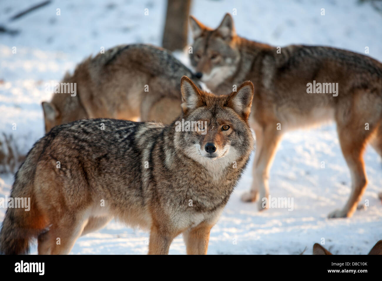 Wolves snow hi-res stock photography and images - Alamy