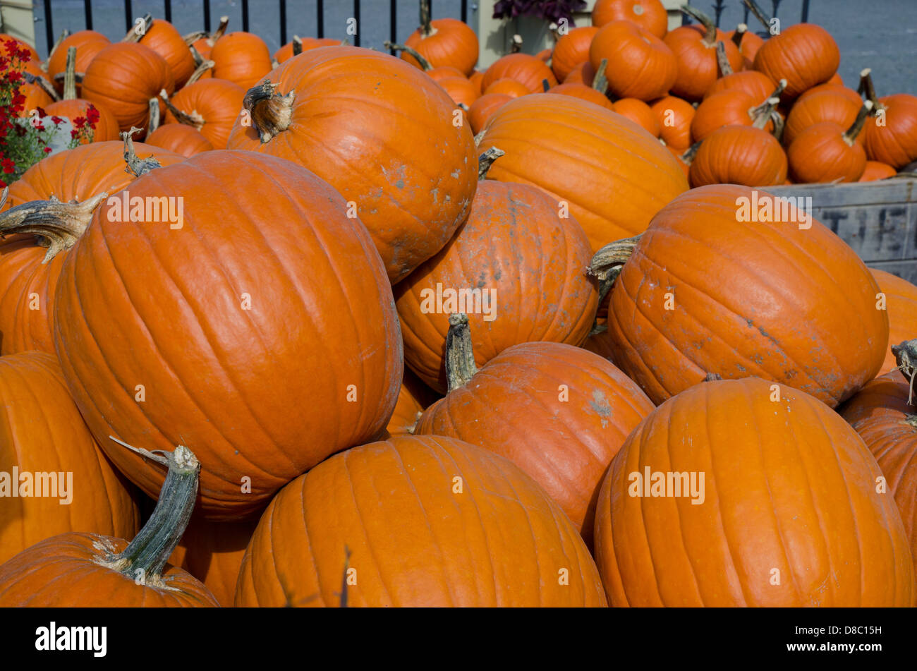 A pile of pumpkins Stock Photo - Alamy