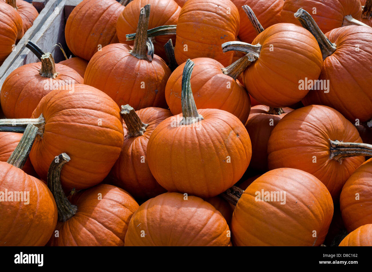 A pile of mini-pumpkins Stock Photo - Alamy