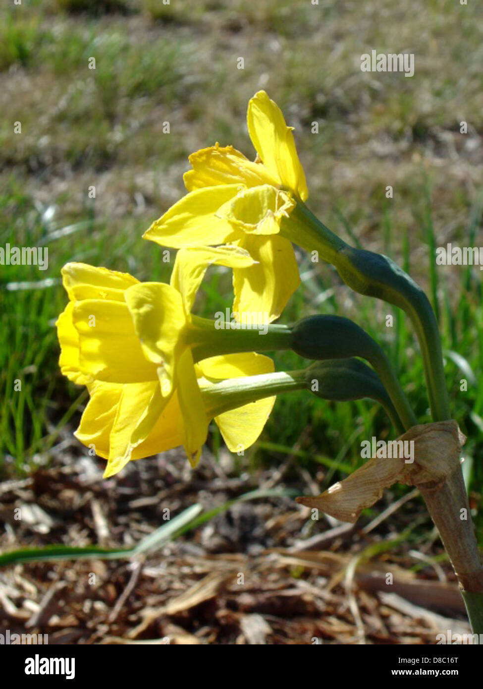 Bright yellow daffodils in full bloom, showcasing the vibrant petals ...