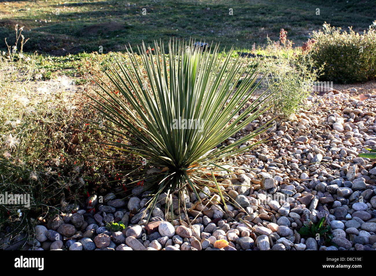 A yucca plant thrives in a rock garden, showcasing its long, spiky ...