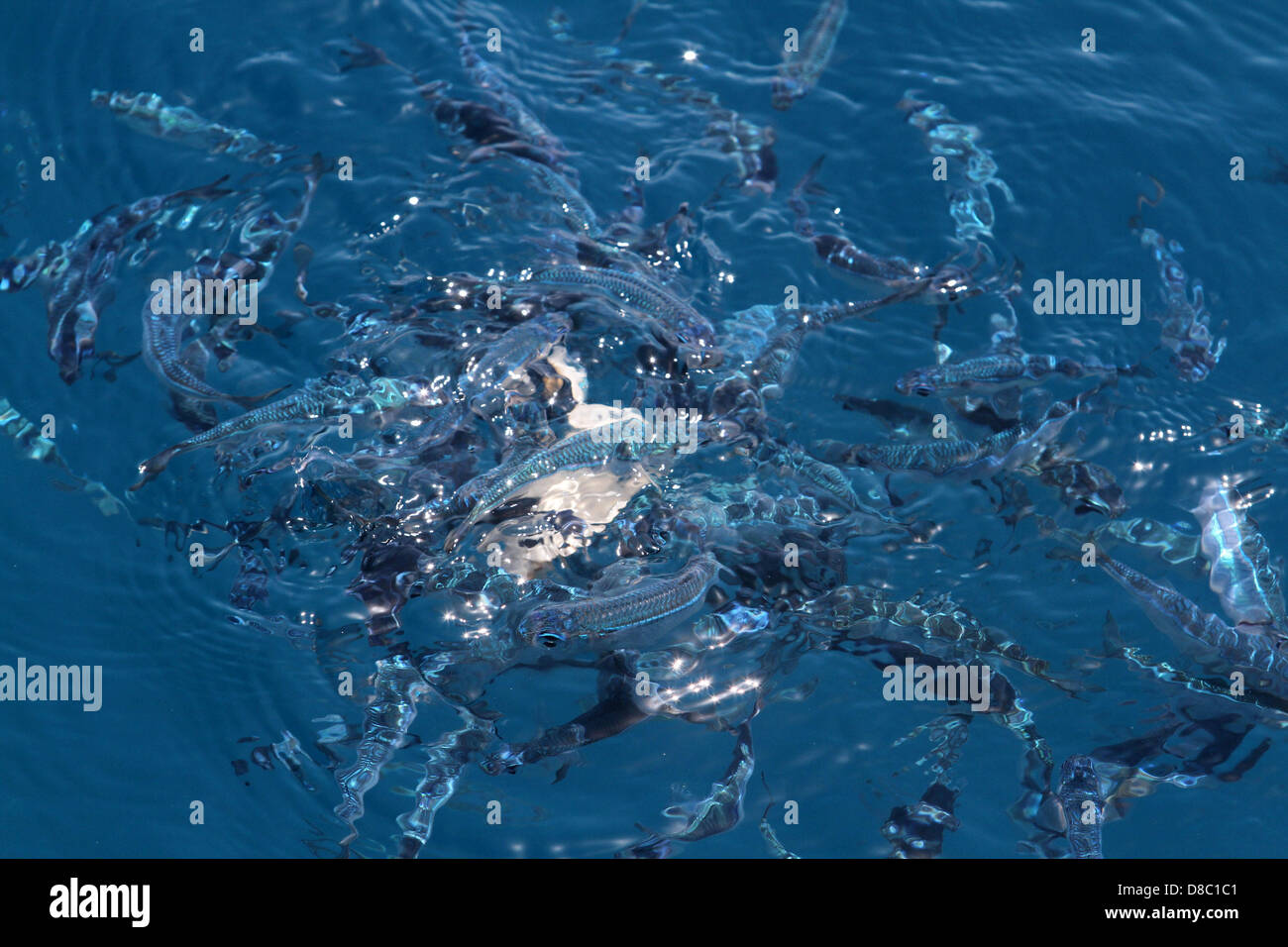 May 21, 2013 - Aqaba, Aqaba, Jordan - Fish are seen into the Red Sea in ...