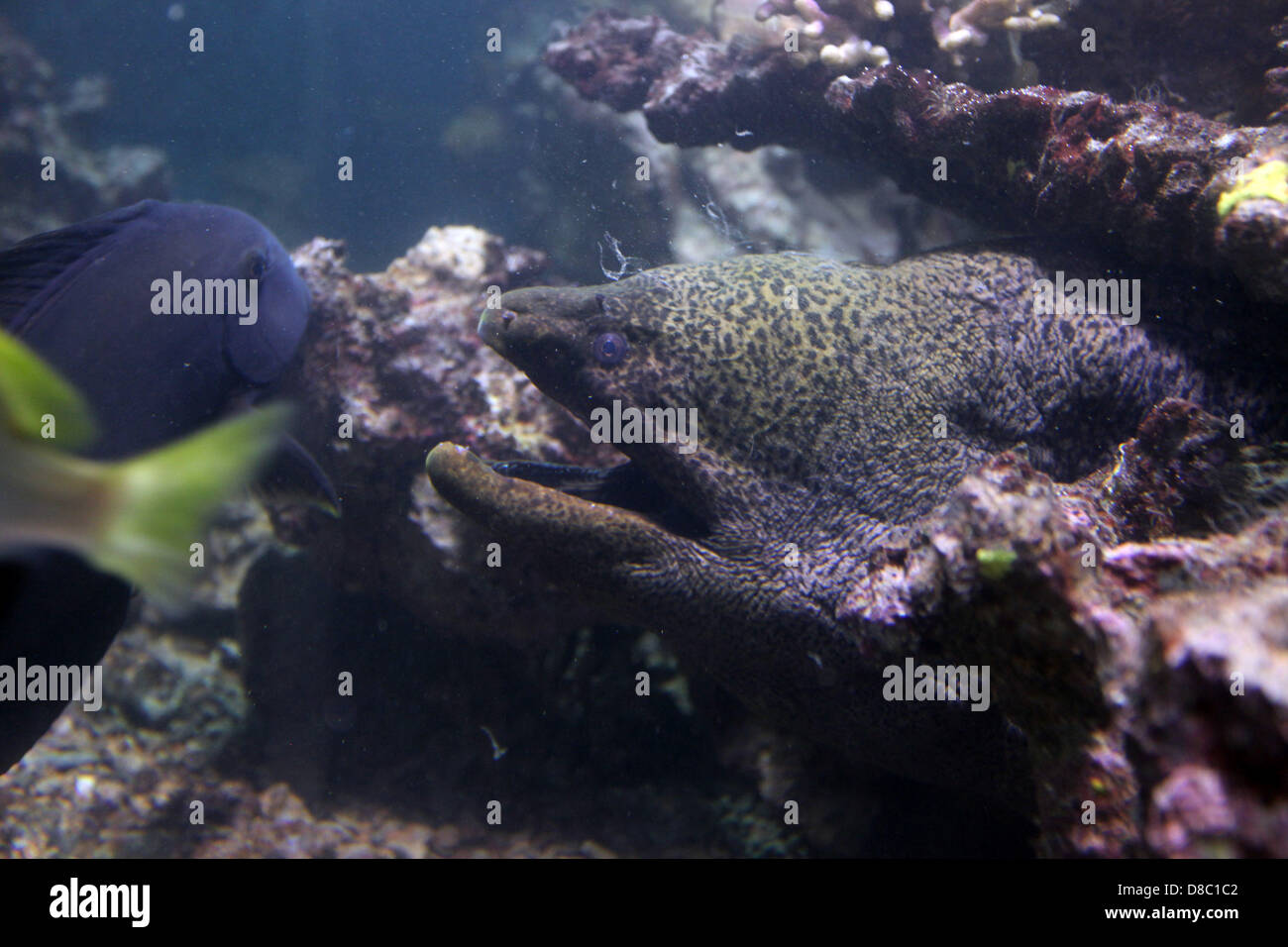 Jordan Fish Stock Photos & Jordan Fish Stock Images - Alamy