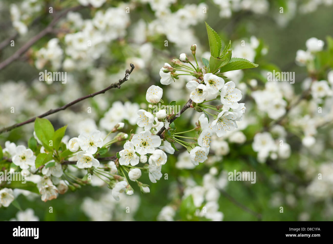 Tree plum hi-res stock photography and images - Alamy