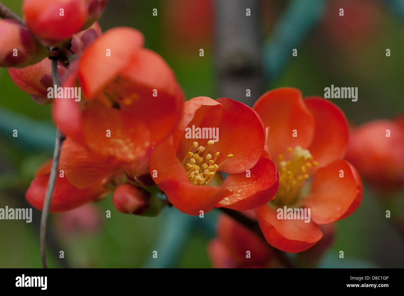 Red flowers blooming outside in hi-res stock photography and images - Alamy